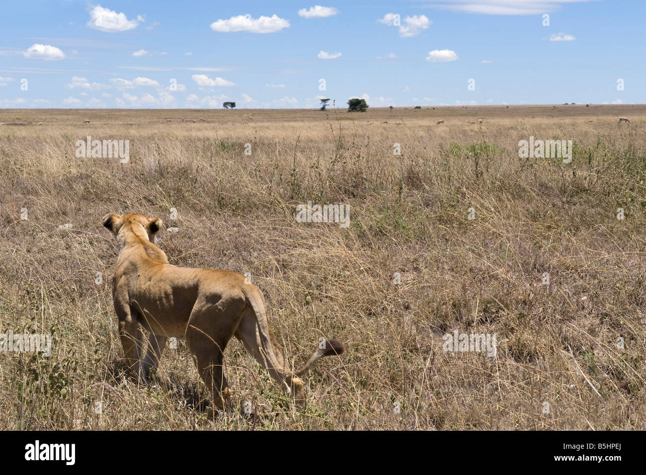 Grande chasse au lion Banque de photographies et d’images à haute ...