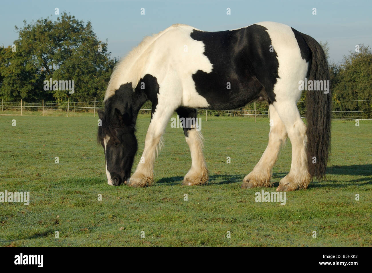 Piebald horse black Banque de photographies et d’images à haute ...