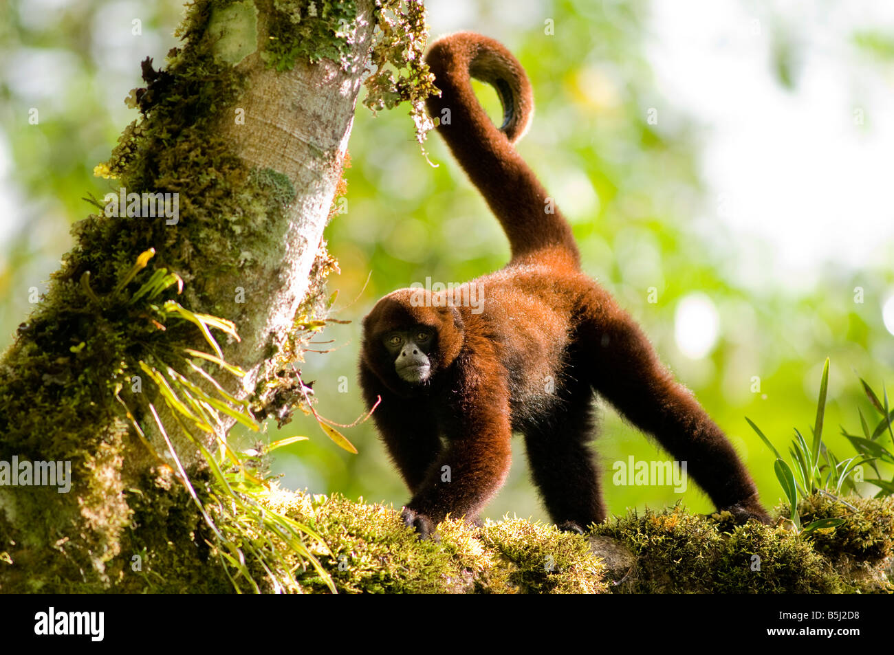 Singe laineux à queue jaune Oreonax flavicauda Alto Amazonas Pérou ...
