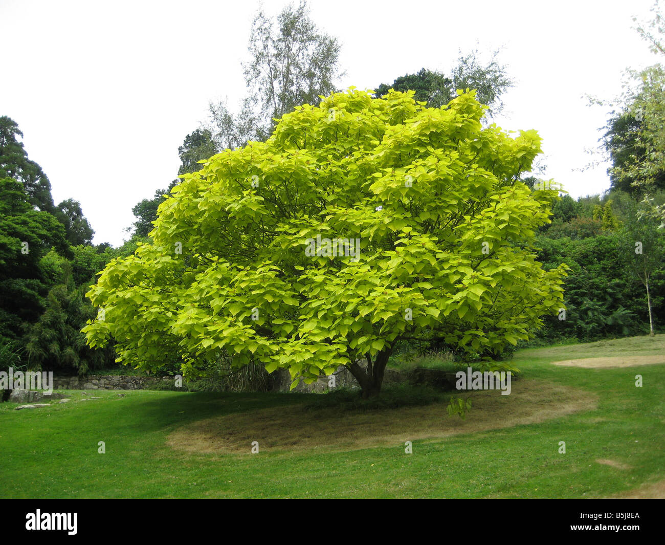 Seul arbre à feuilles vert clair Photo Stock - Alamy