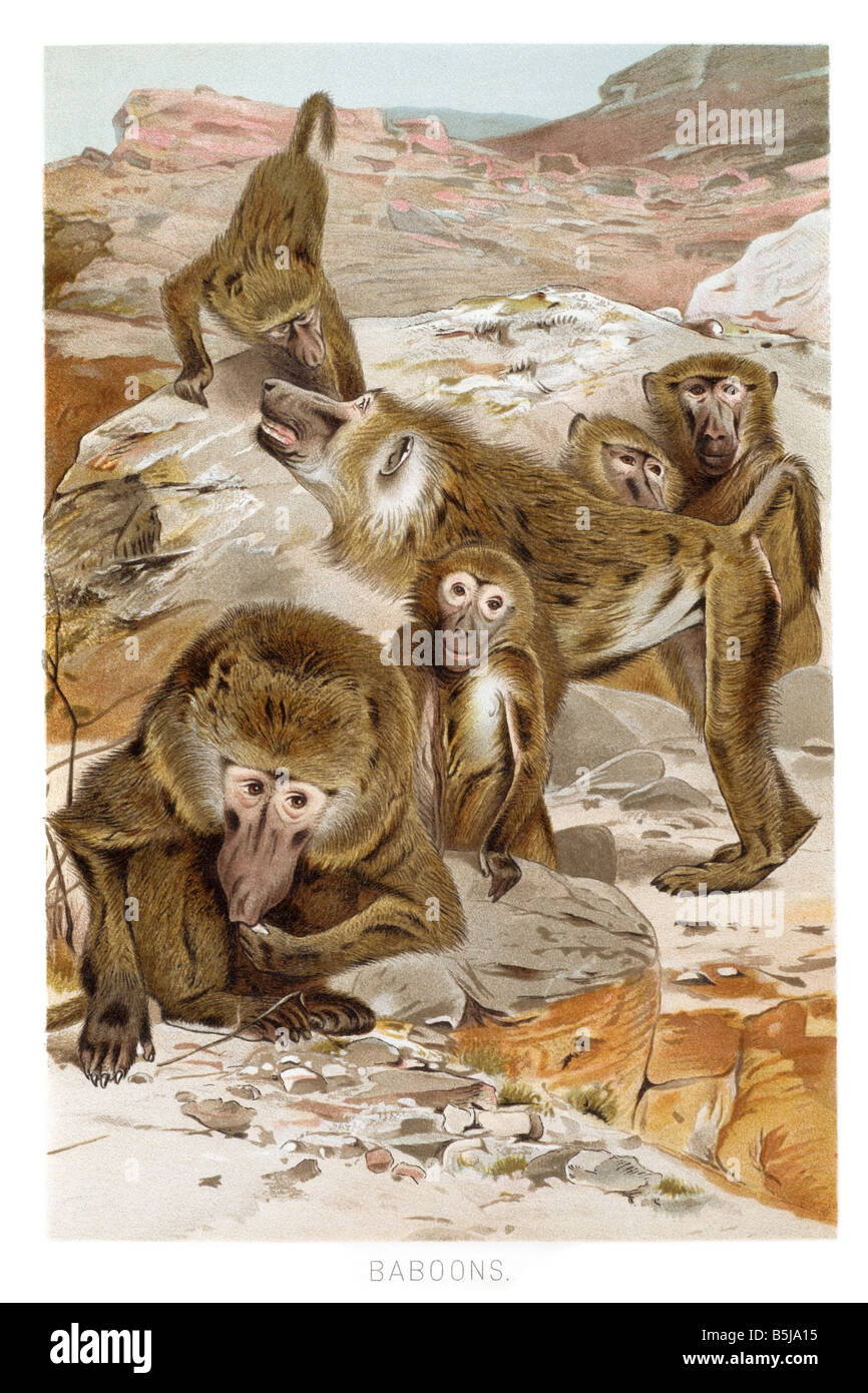 Singes de l'ancien monde Banque de photographies et d’images à haute ...