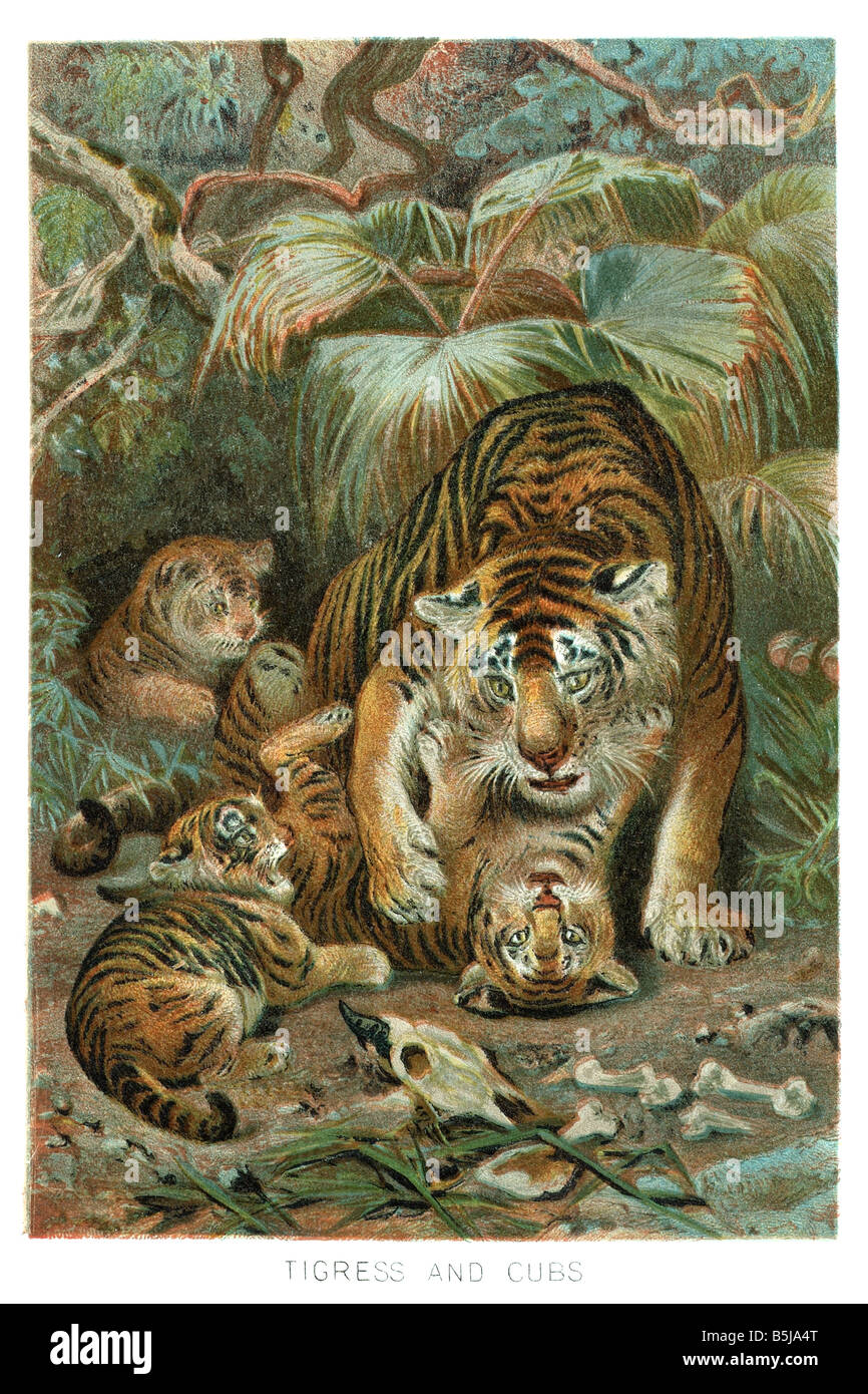 Tigresse et ses petits jungle tigre Photo Stock - Alamy