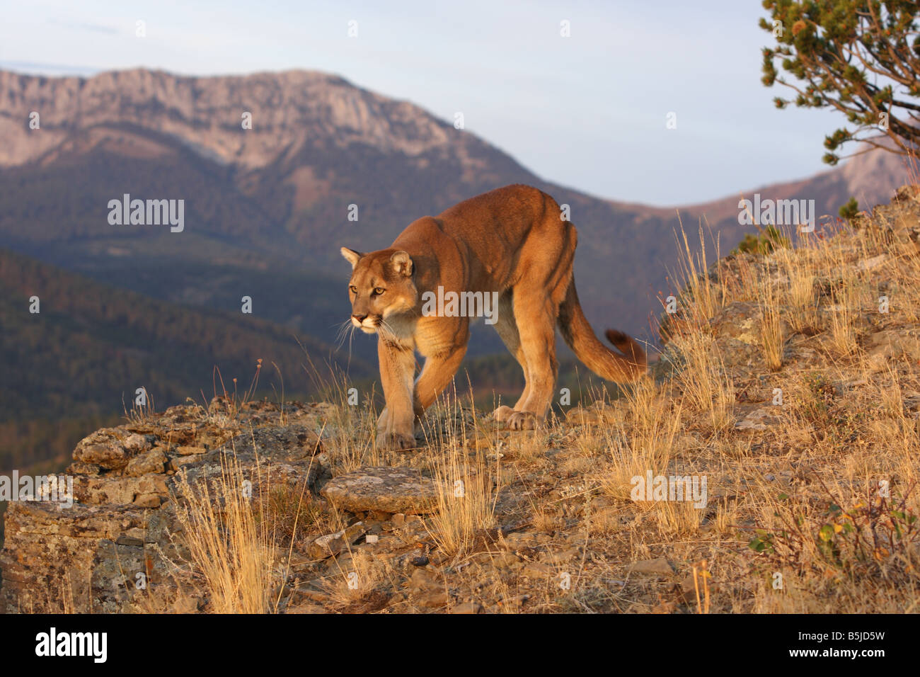 Puma concolor couguar ou lion de montagne Banque de photographies et d ...