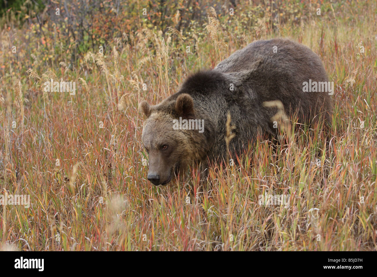 Grizzly bear male ursus arctos horribilis male grizzly bear Banque de photographies et d’images ...