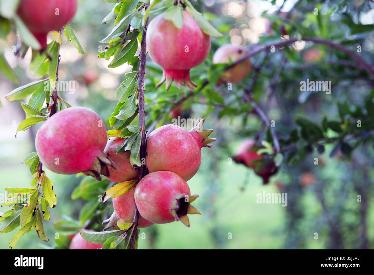 Grenade fruit Banque de photographies et d’images à haute résolution ...
