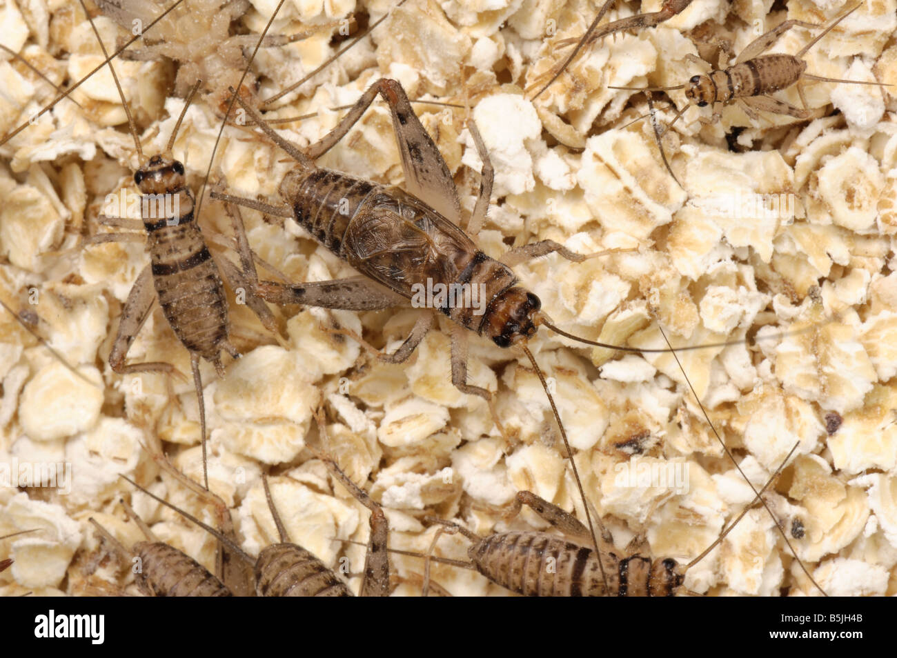 Grillons domestiques Banque de photographies et d’images à haute ...