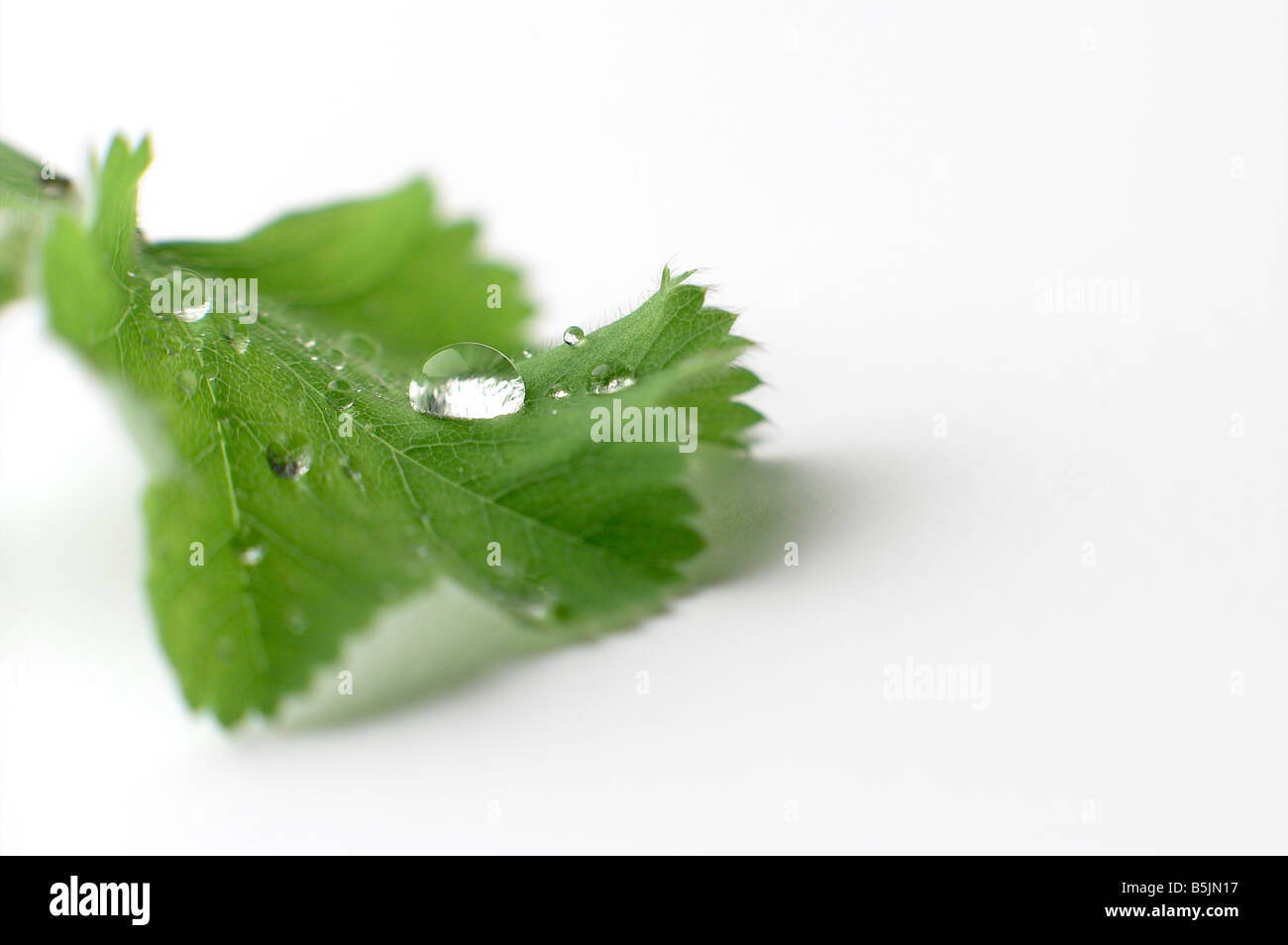 Water parsley Banque de photographies et d’images à haute résolution ...