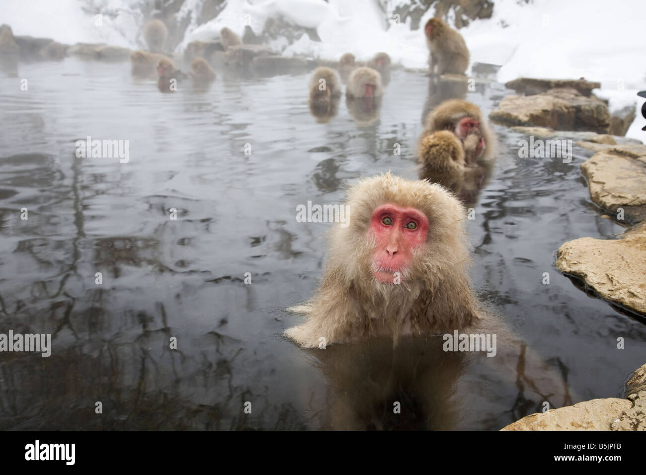 Singes des neiges japonaises Banque de photographies et d’images à ...