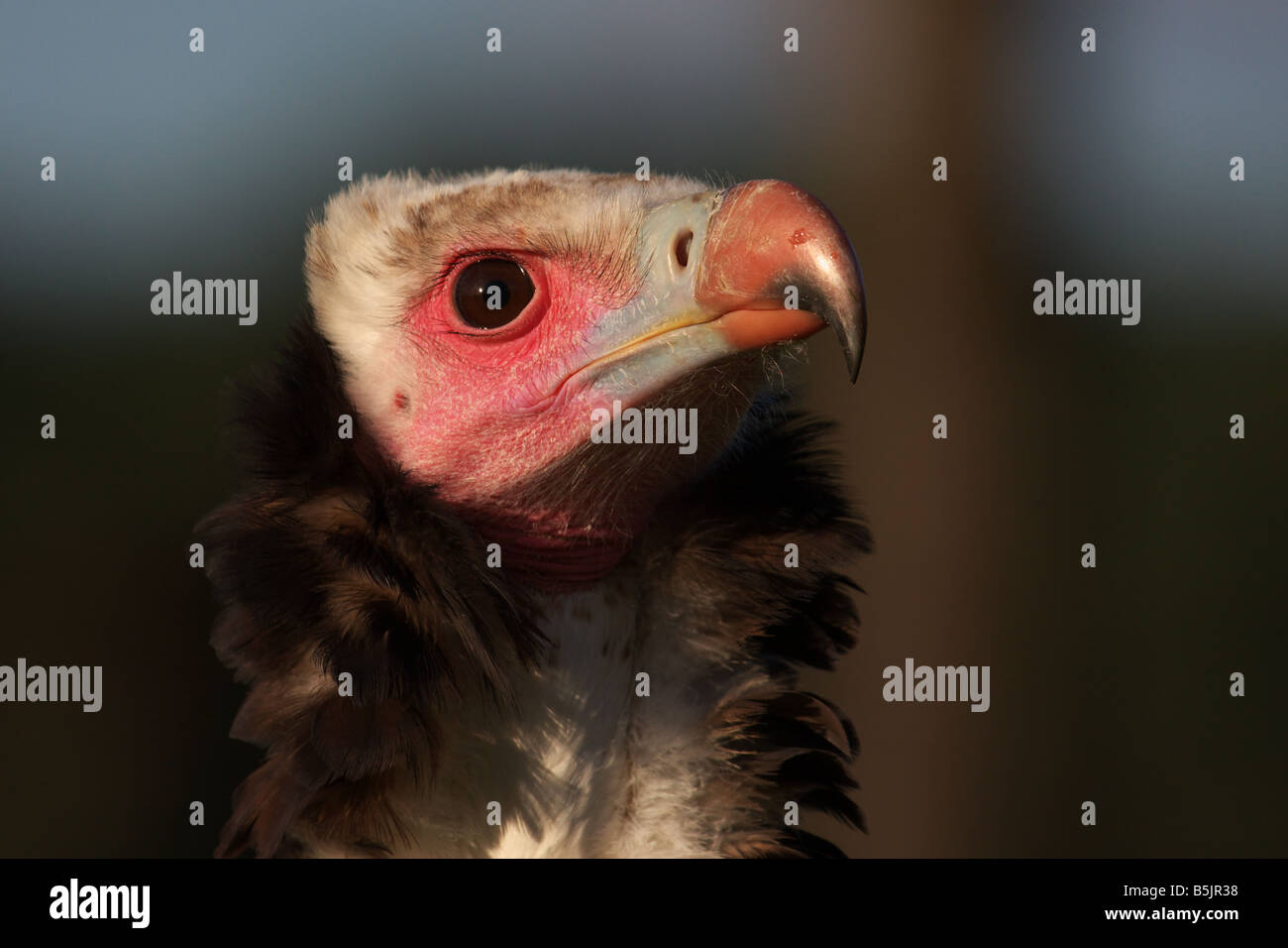 Vautour charognard blanc Banque de photographies et d’images à haute ...