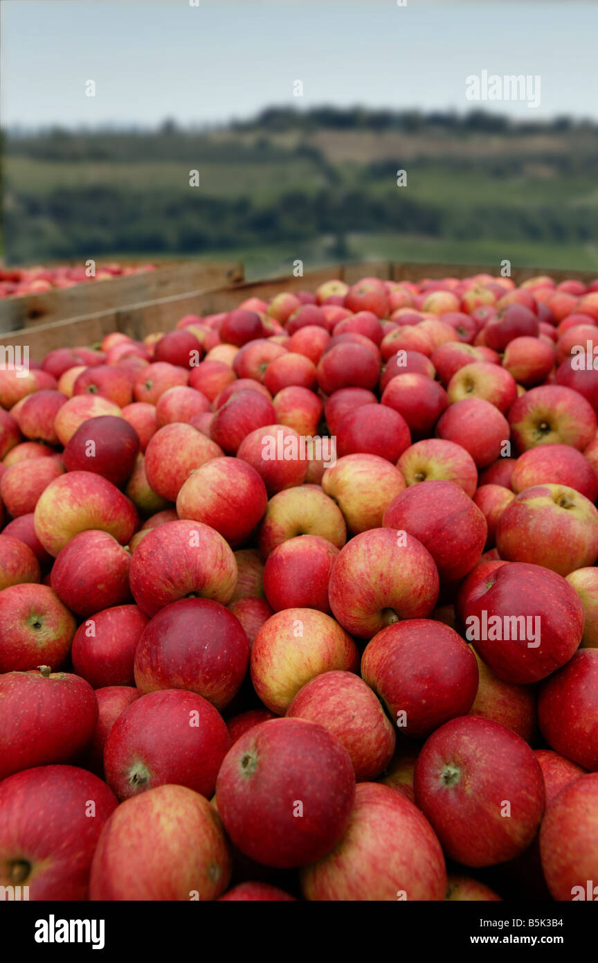 Boîtes ou caisses de pommes rouges après la cueillette ou la récolte ...