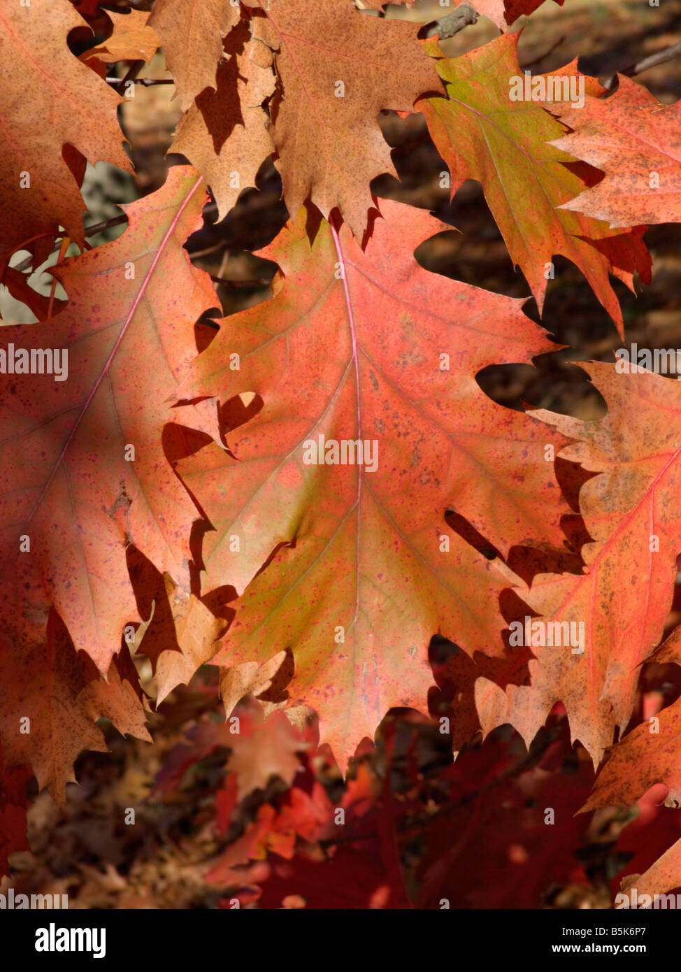 Quercus automne Banque de photographies et d’images à haute résolution ...
