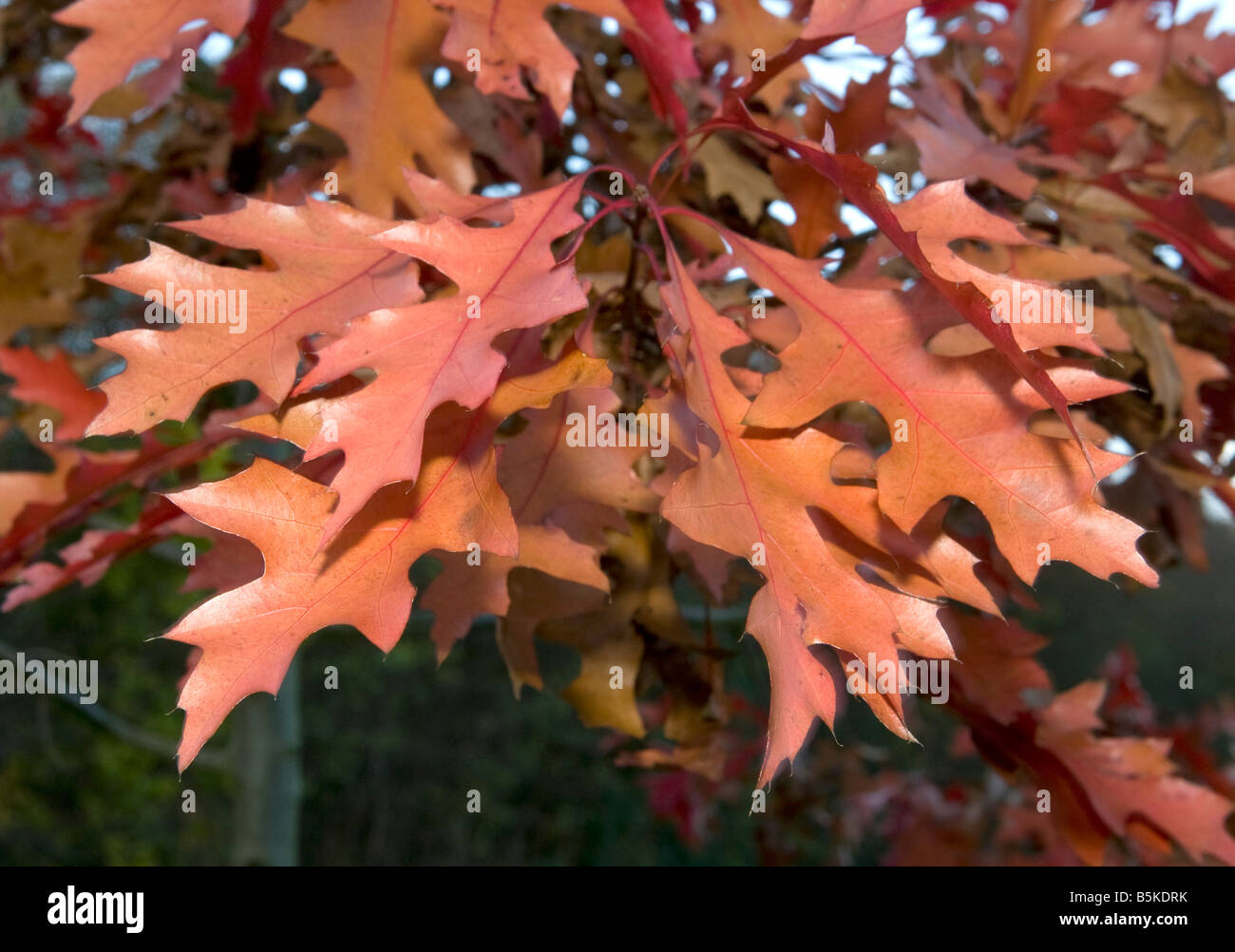 Quercus Rubra Banque d'image et photos - Alamy