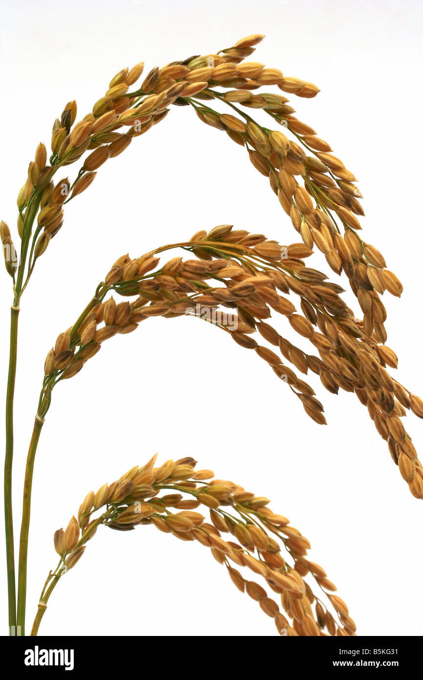 Rice seeds oryza Banque de photographies et d’images à haute résolution ...