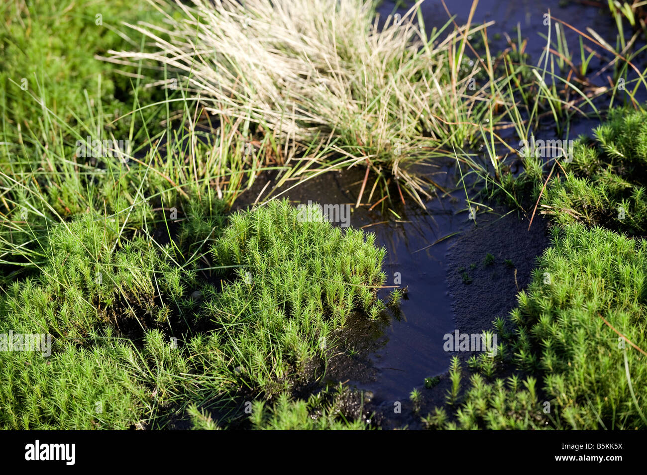 Sphagnum Sp Banque d'image et photos - Alamy
