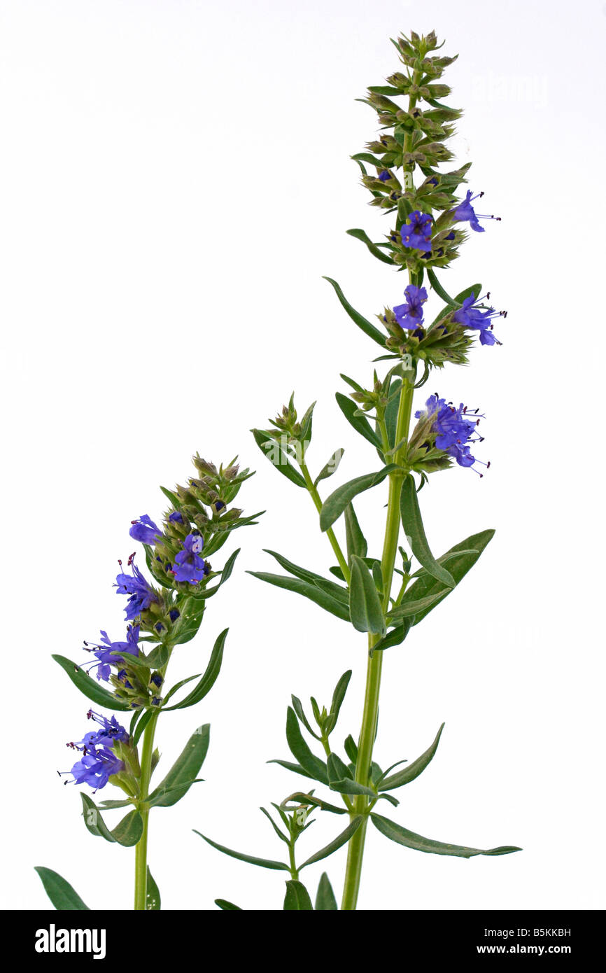 Hysope officinale Banque de photographies et d’images à haute ...