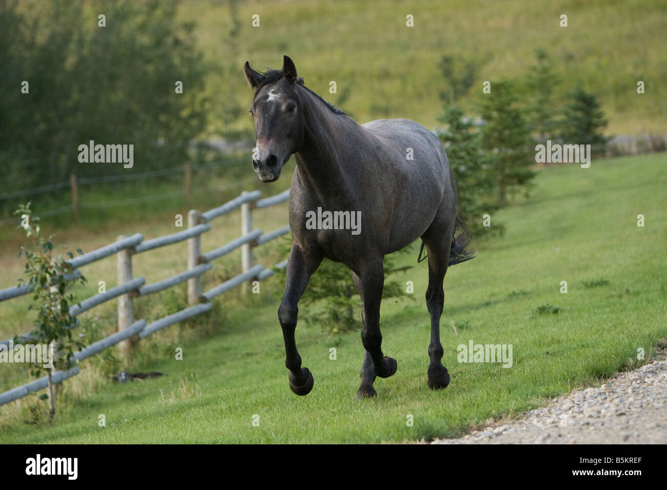 Blue roan quarter horse mare Banque de photographies et d’images à ...