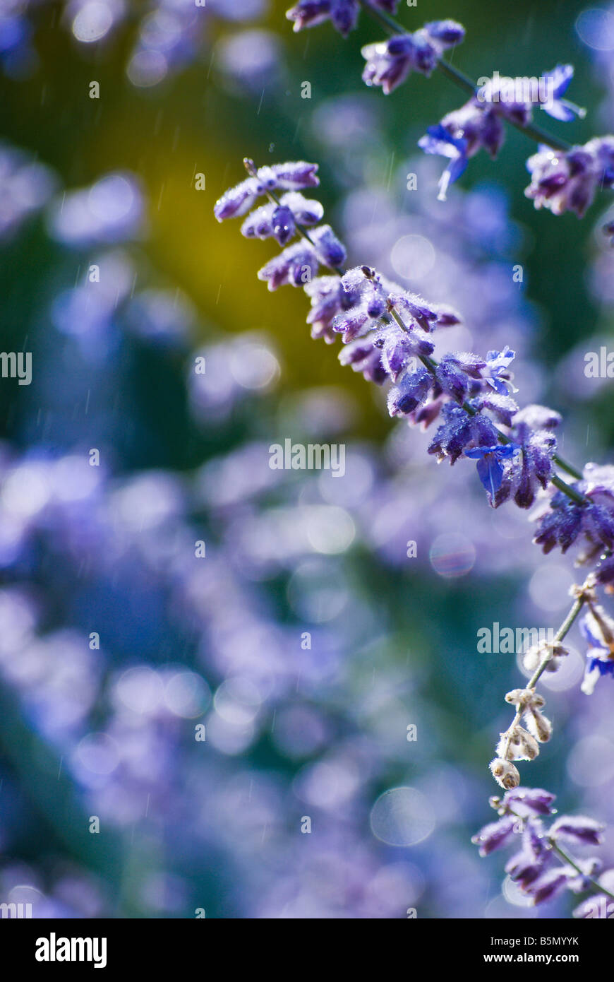Russian sage perovskia atriplicifolia Banque de photographies et d ...