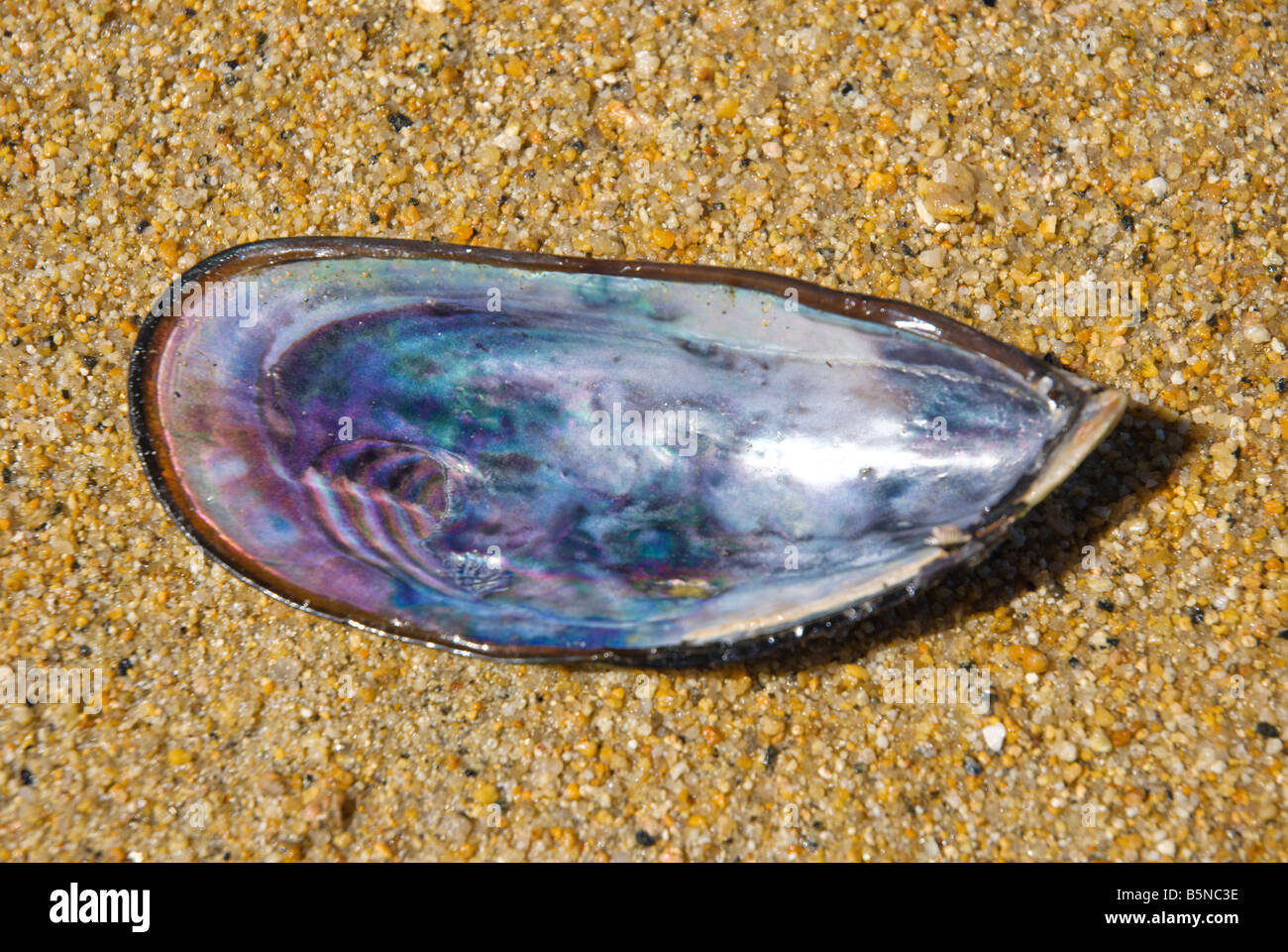 Moules vertes lèvres nouvelle zélande Banque de photographies et d ...
