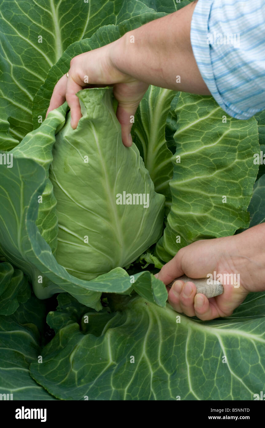 Choux pointus Banque de photographies et d’images à haute résolution ...