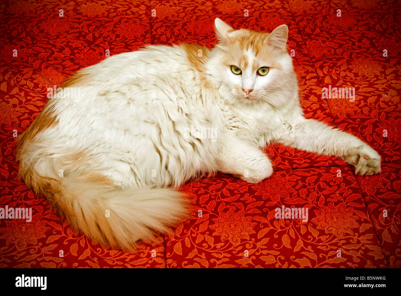 Chat sur le tapis Banque de photographies et d’images à haute ...