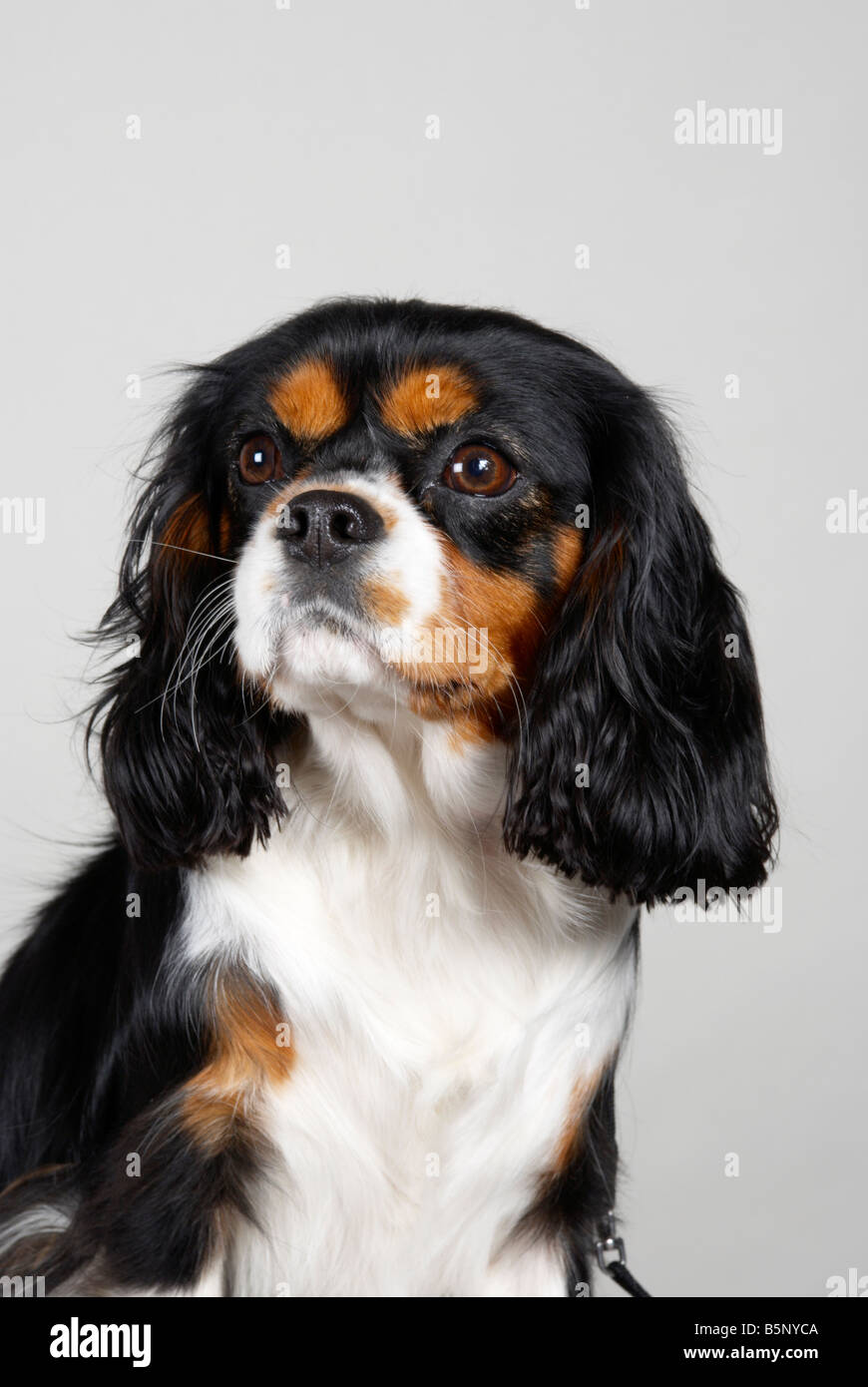 Chien de race ruby king charles spaniel Banque de photographies et d ...