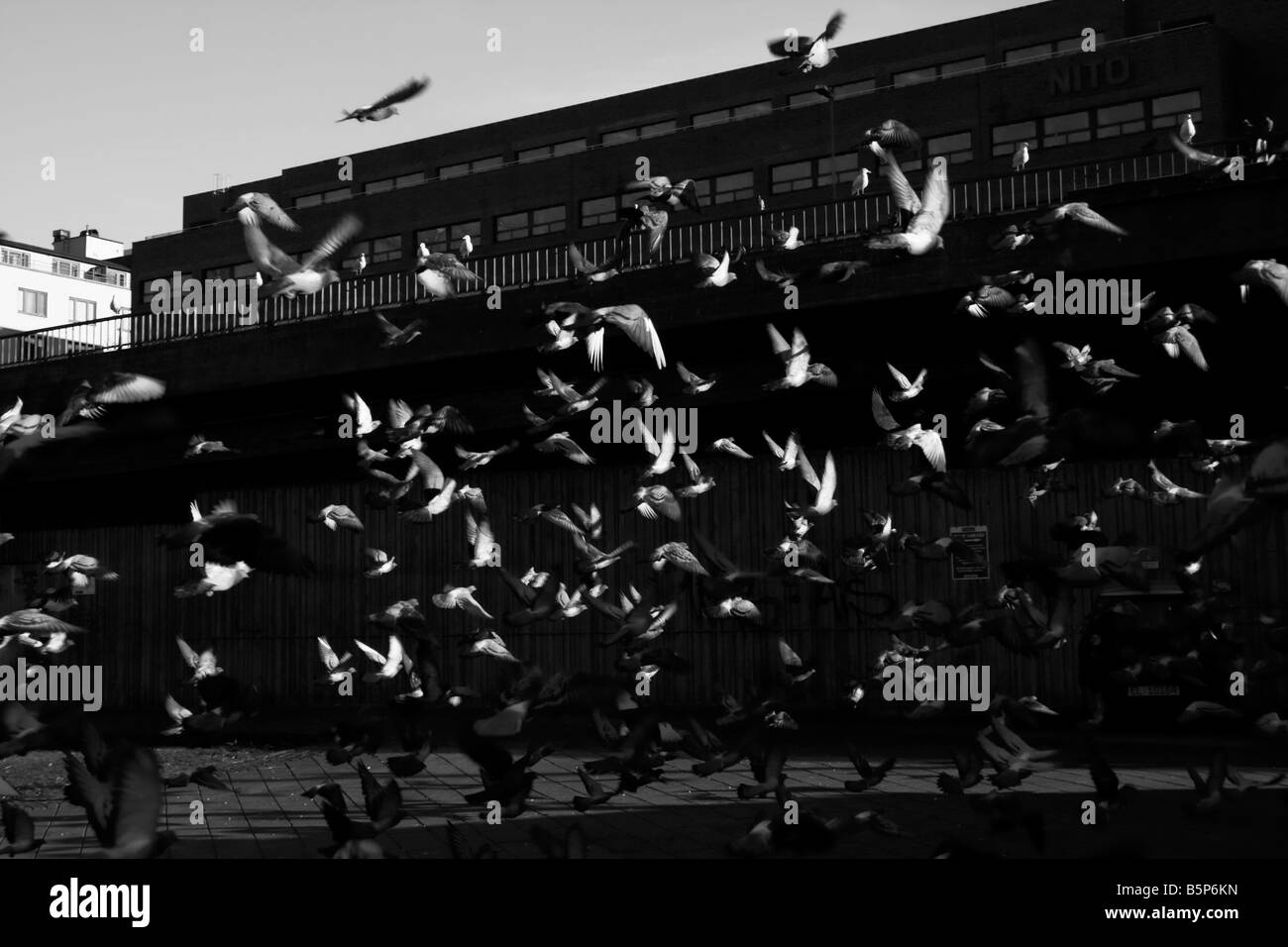 Colombes volant Banque de photographies et d’images à haute résolution ...