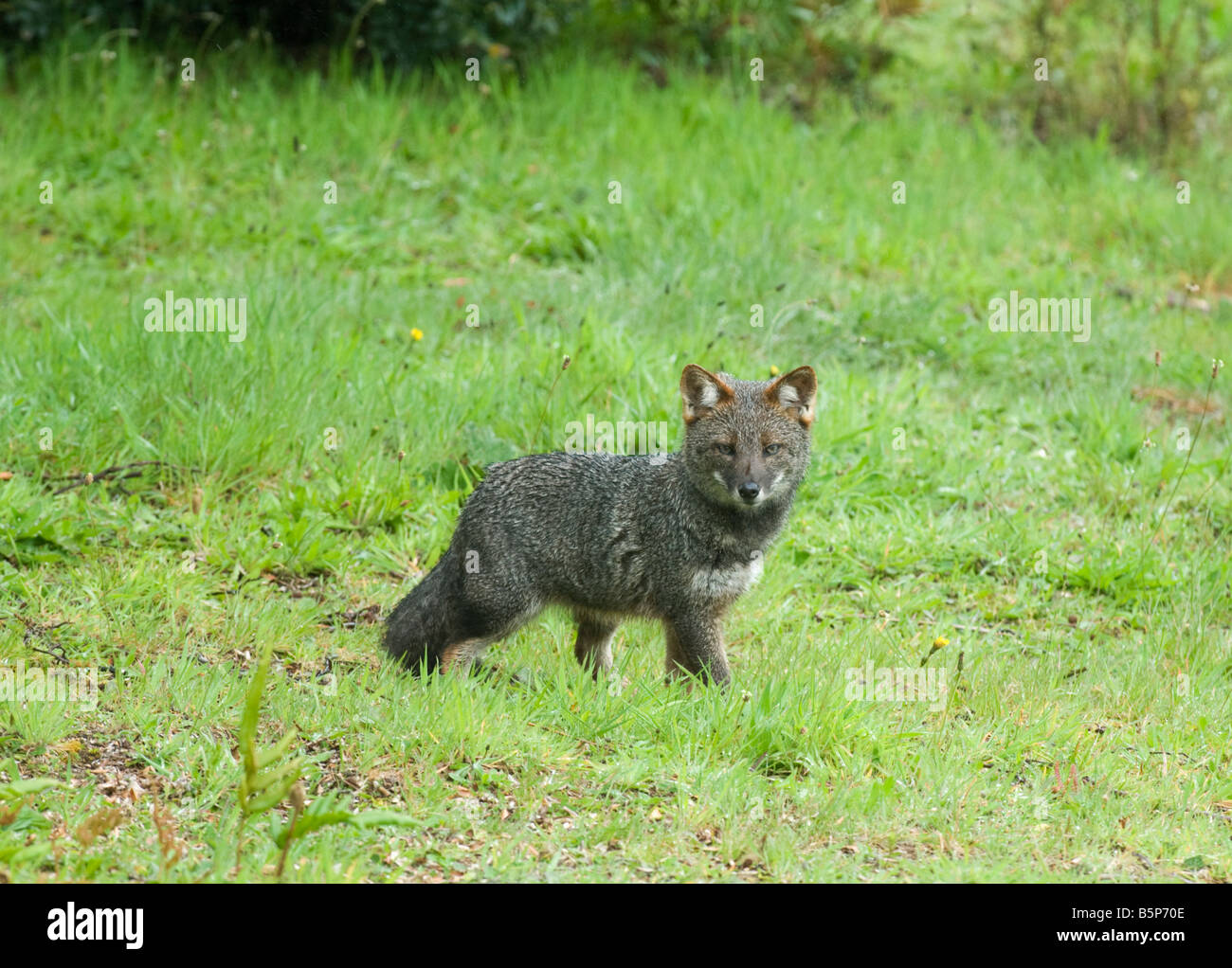 Darwin fox Banque de photographies et d’images à haute résolution - Alamy