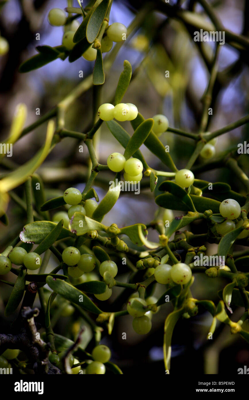 Gui arbuste Banque de photographies et d’images à haute résolution - Alamy