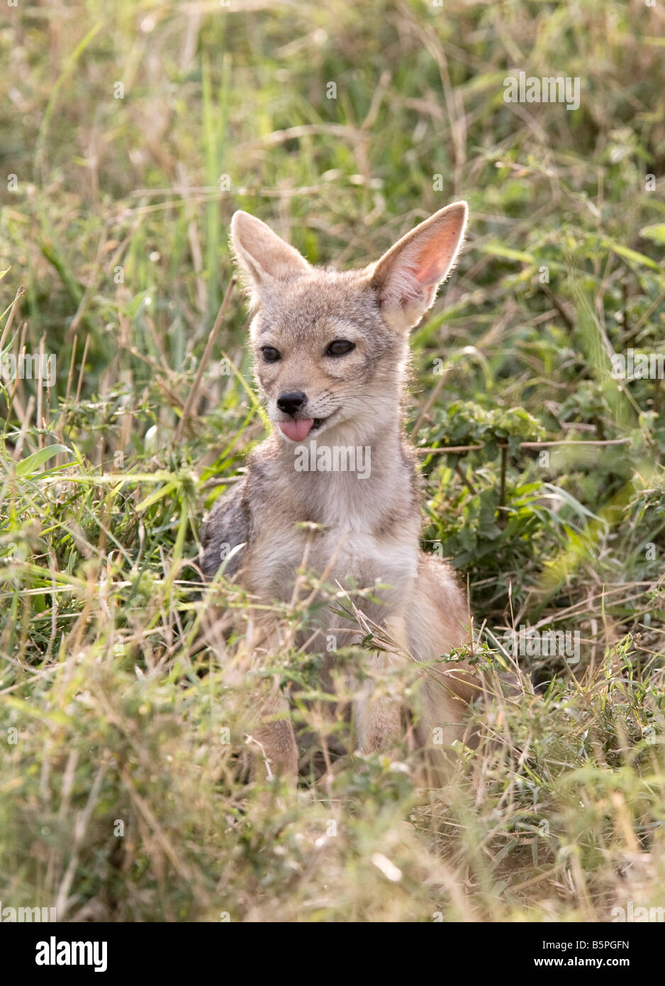 Baby jackal Banque de photographies et d’images à haute résolution - Alamy