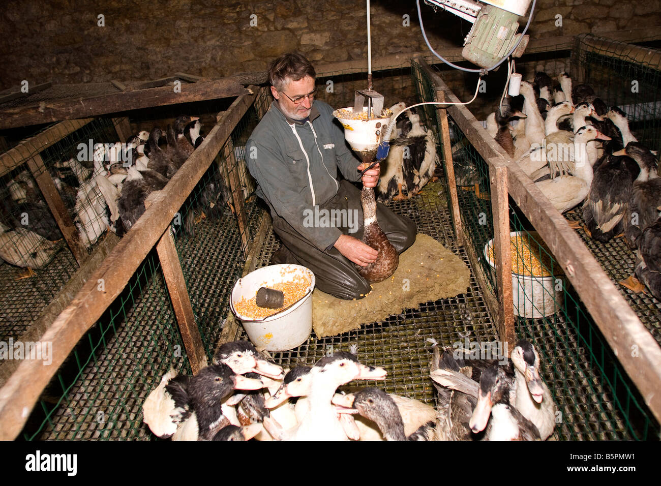 Gavage canards Banque de photographies et d’images à haute résolution ...