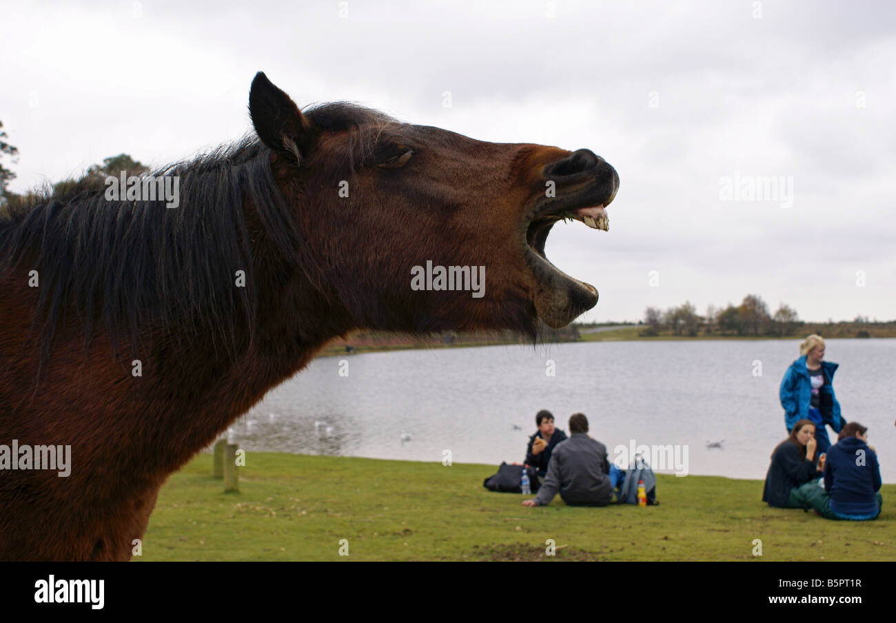 Mordre dans la gueule du cheval Banque de photographies et d’images à ...