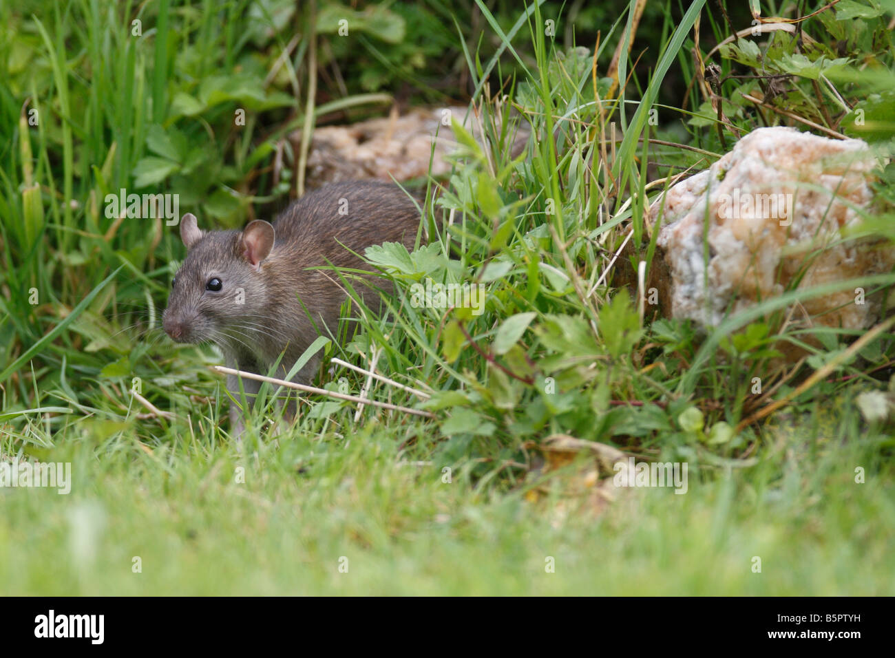 Brown rat rattus norvegicus Banque de photographies et d’images à haute ...