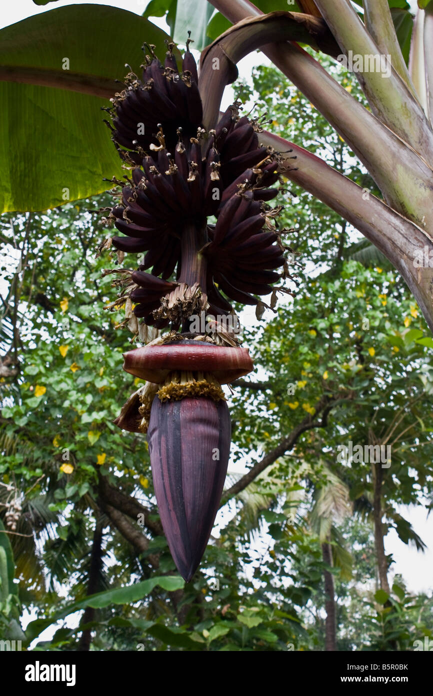 Plantain plant Banque de photographies et d’images à haute résolution ...