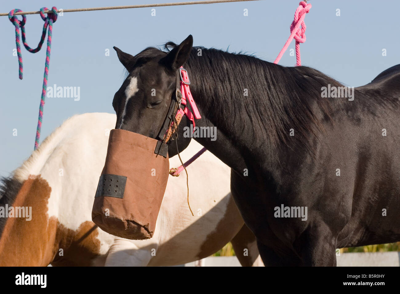 Eating horse Banque de photographies et d’images à haute résolution - Alamy