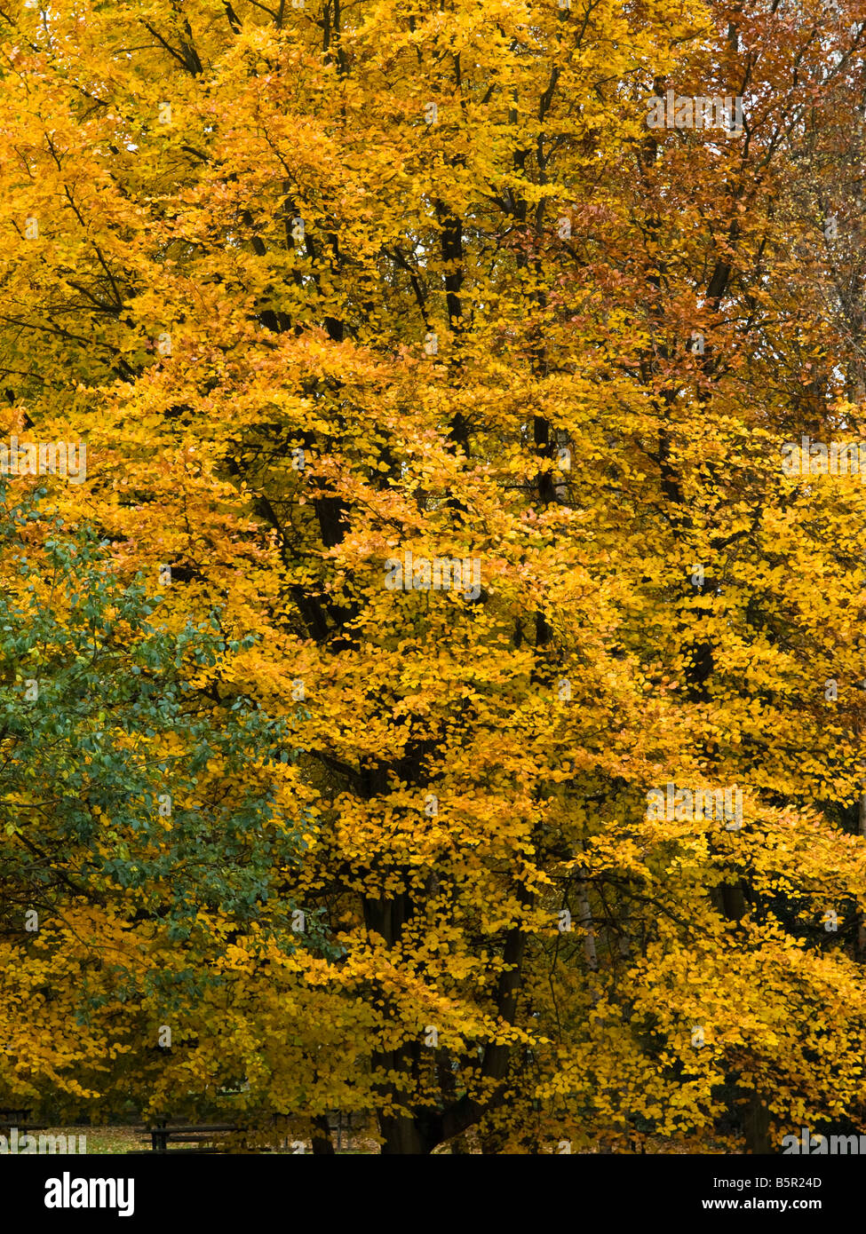 Couleurs rouge et or Banque de photographies et d’images à haute ...