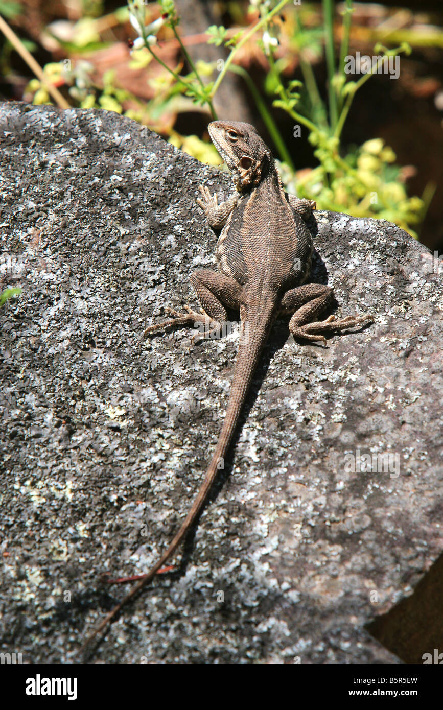 Dragon barbu australien Banque de photographies et d’images à haute ...