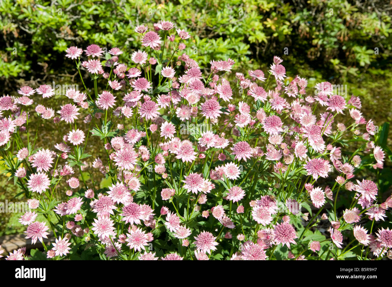 Astrantia major roma Banque de photographies et d’images à haute ...
