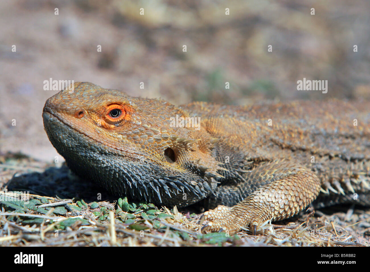 Dragon barbu australien Banque de photographies et d’images à haute ...
