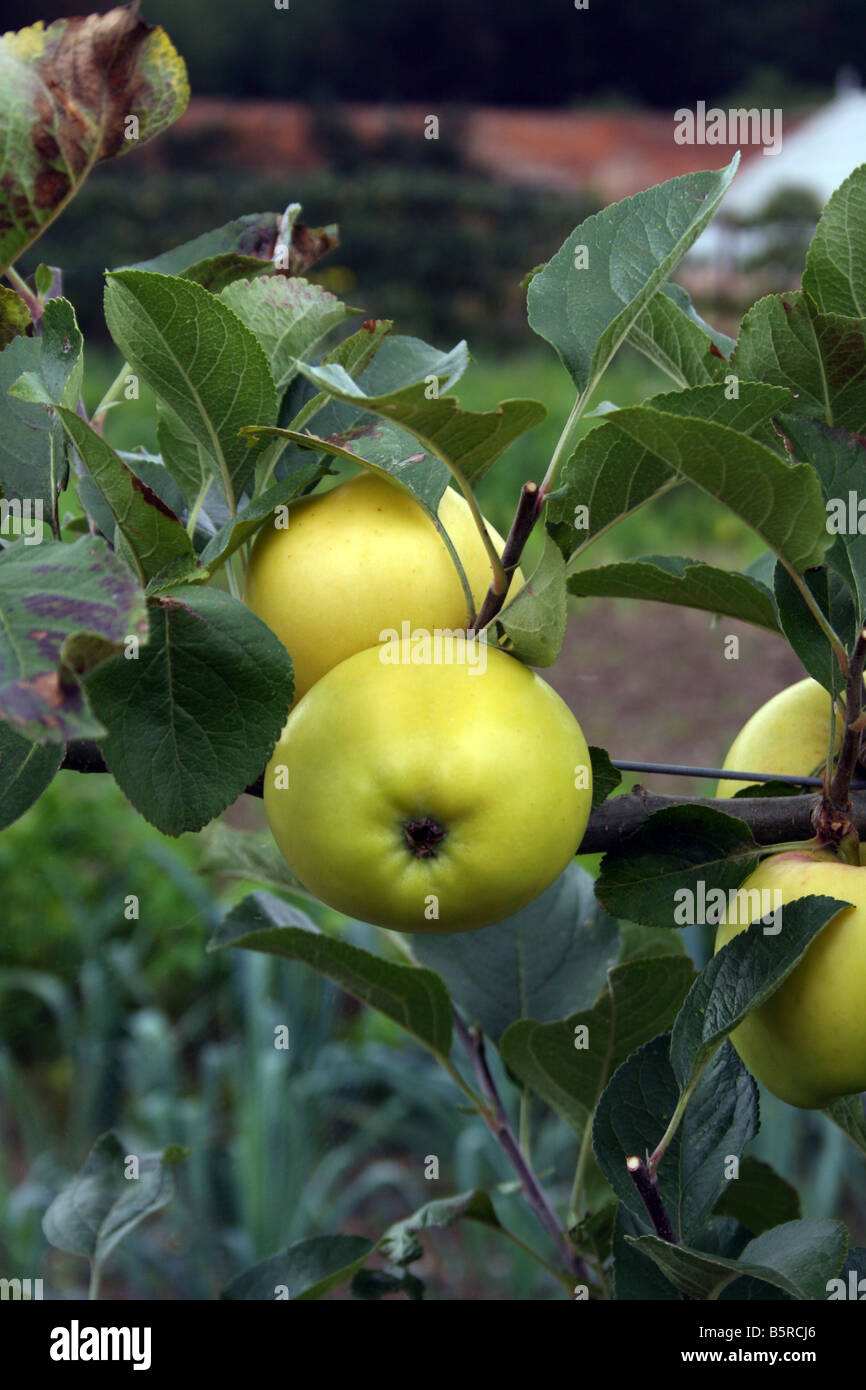 Vieilles pommes anglaises Banque de photographies et d’images à haute ...