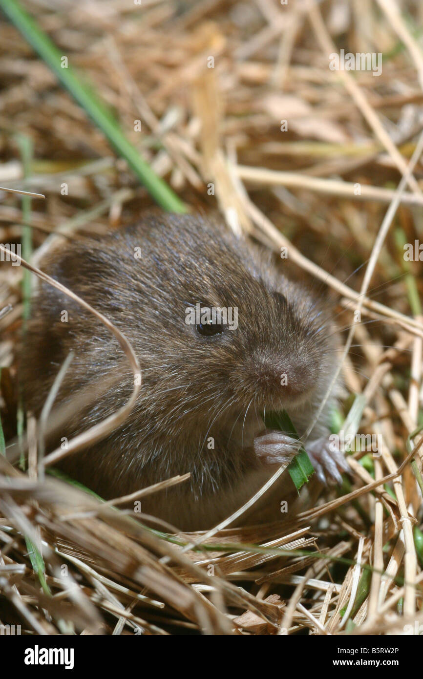 Campagnol des champs Campagnol des champs Microtus arvalis ou dans les ...