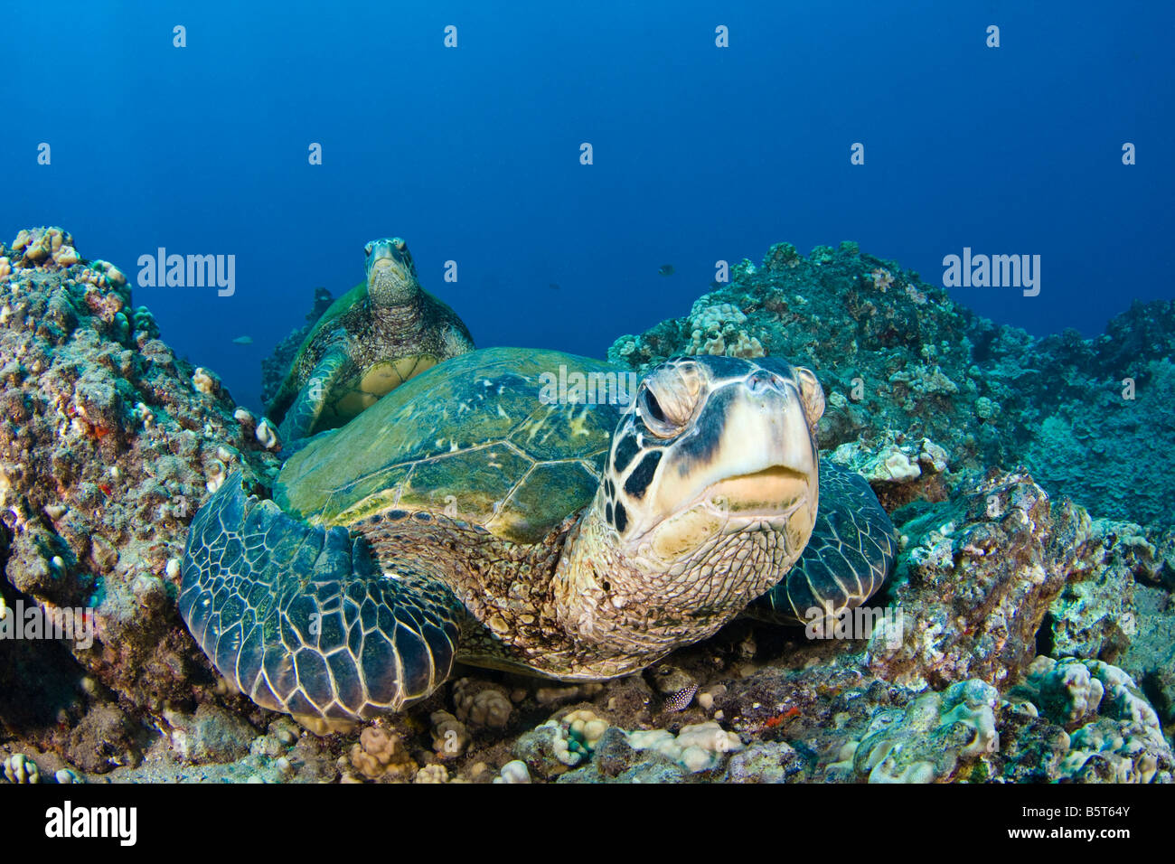 Tortue verte, Chelonia mydas, une espèce en voie de disparition, à ...