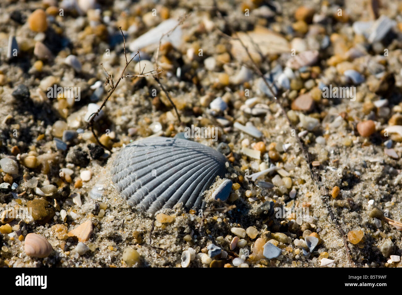 Shell banks Banque de photographies et d’images à haute résolution - Alamy