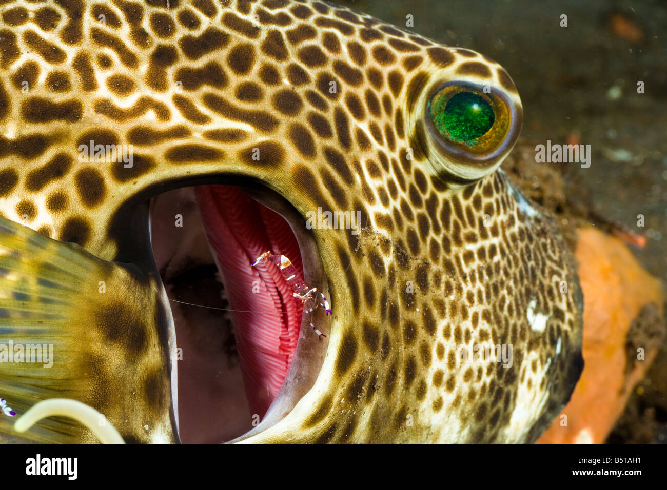 Un poisson-globe étoilé géant, Arothron stellatus, ouvre ses branchies ...