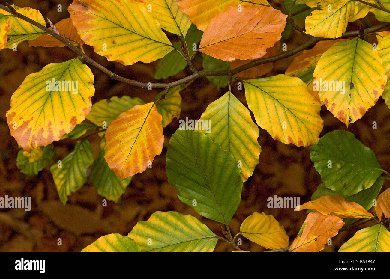 Fagus sylvatica fagaceae Banque de photographies et d’images à haute ...