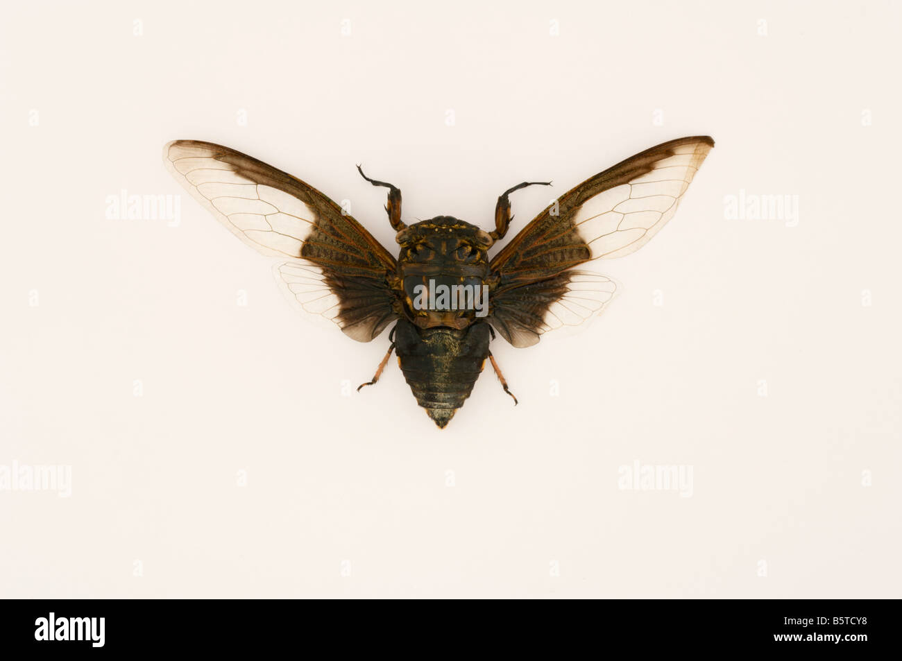 Gros insecte volant Banque de photographies et d’images à haute ...