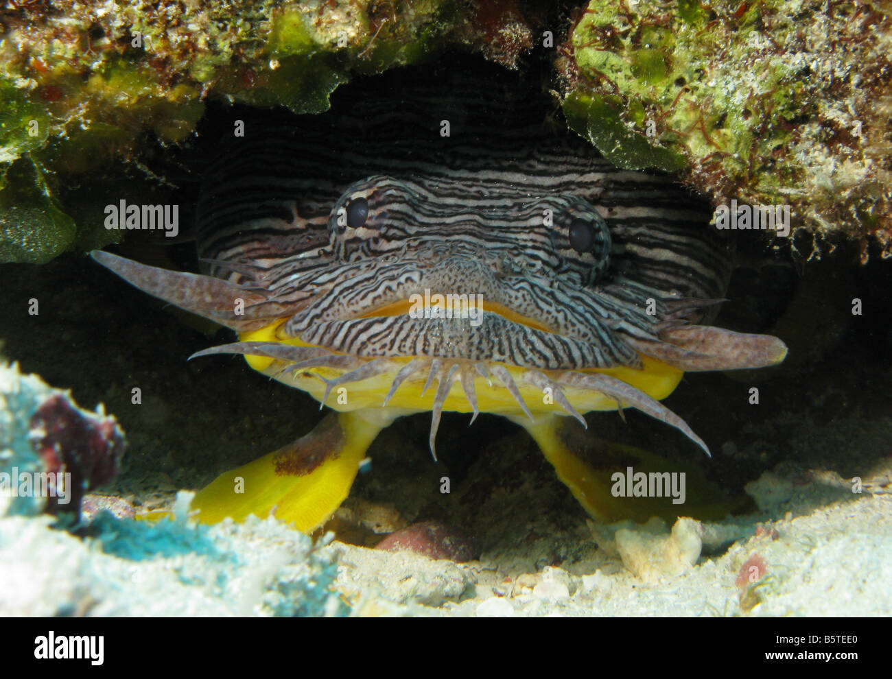 Poisson sous marin cozumel Banque de photographies et d’images à haute ...