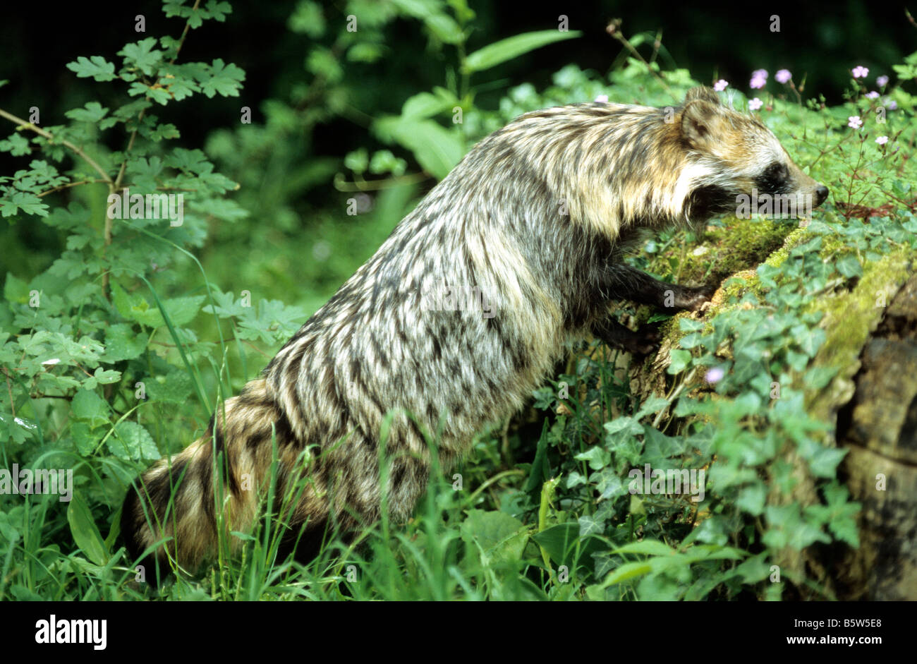 Chien viverrin nyctereutes procyonoides Banque de photographies et d ...