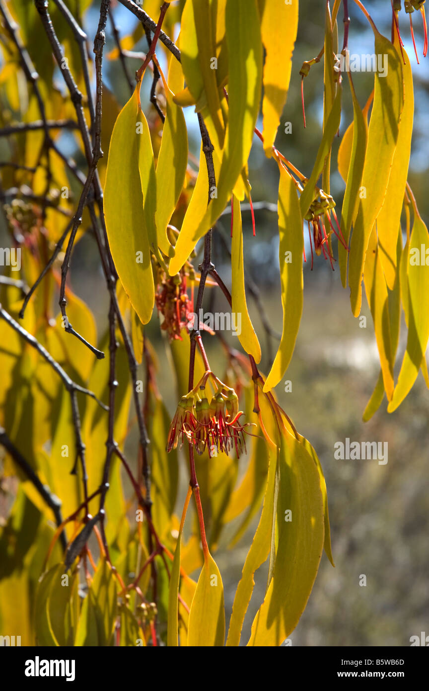 Gui tombant Banque de photographies et d’images à haute résolution - Alamy