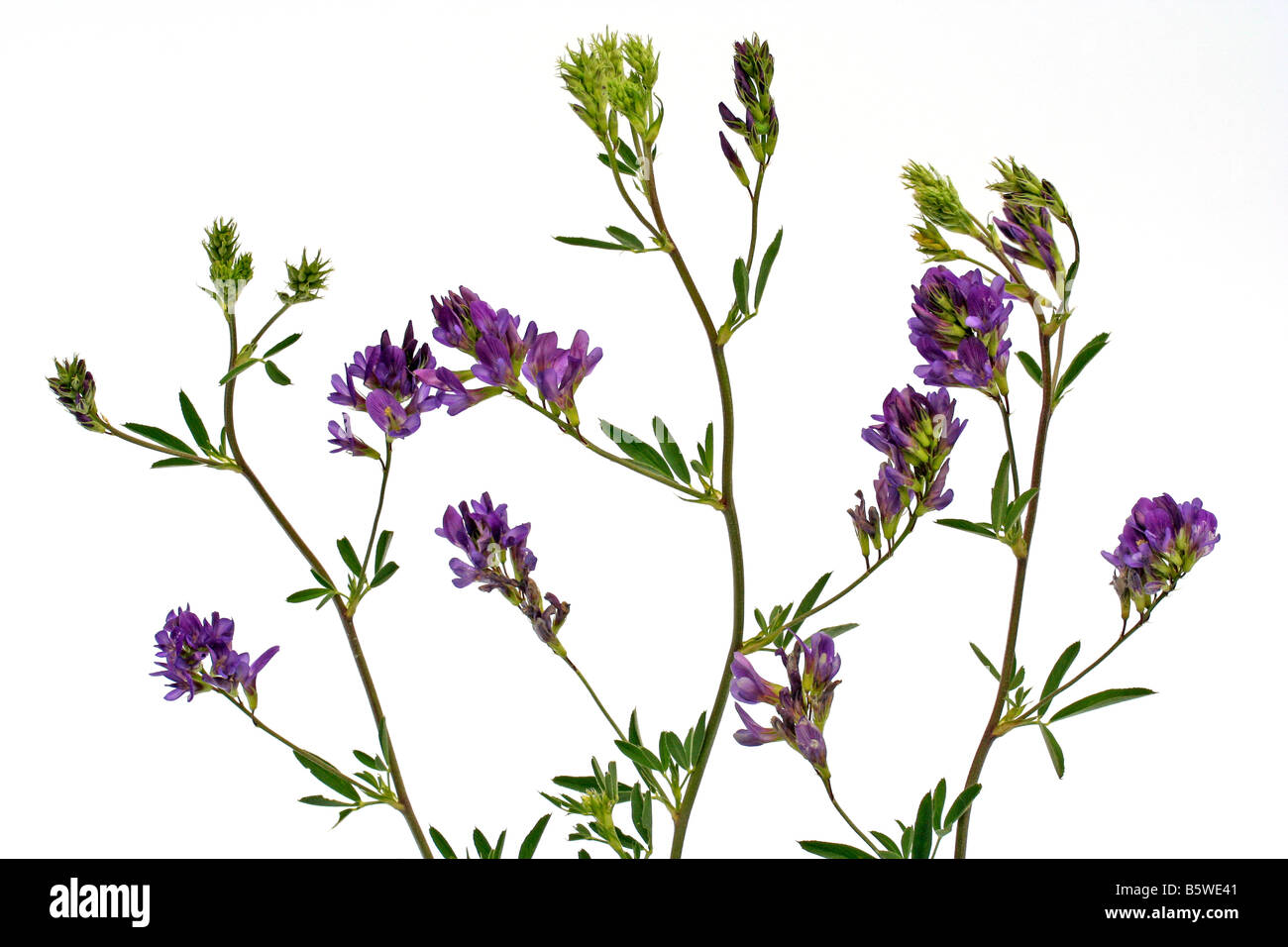 Fleur de luzerne Banque de photographies et d’images à haute résolution ...