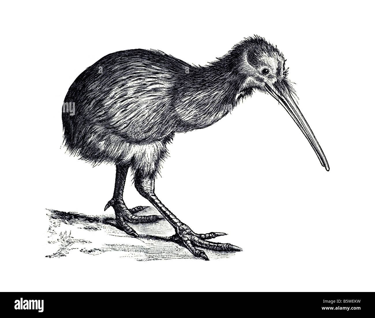 Famille des kiwis apterygidae Banque de photographies et d’images à ...